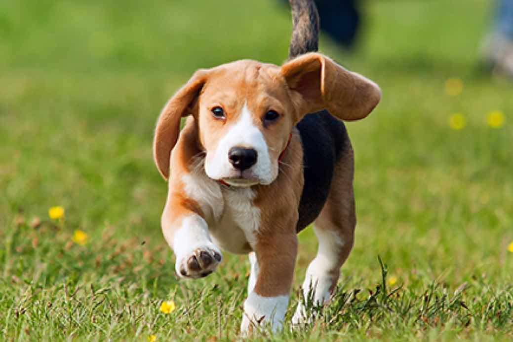 10 Best Adorable Dog Breeds To Have in your Family