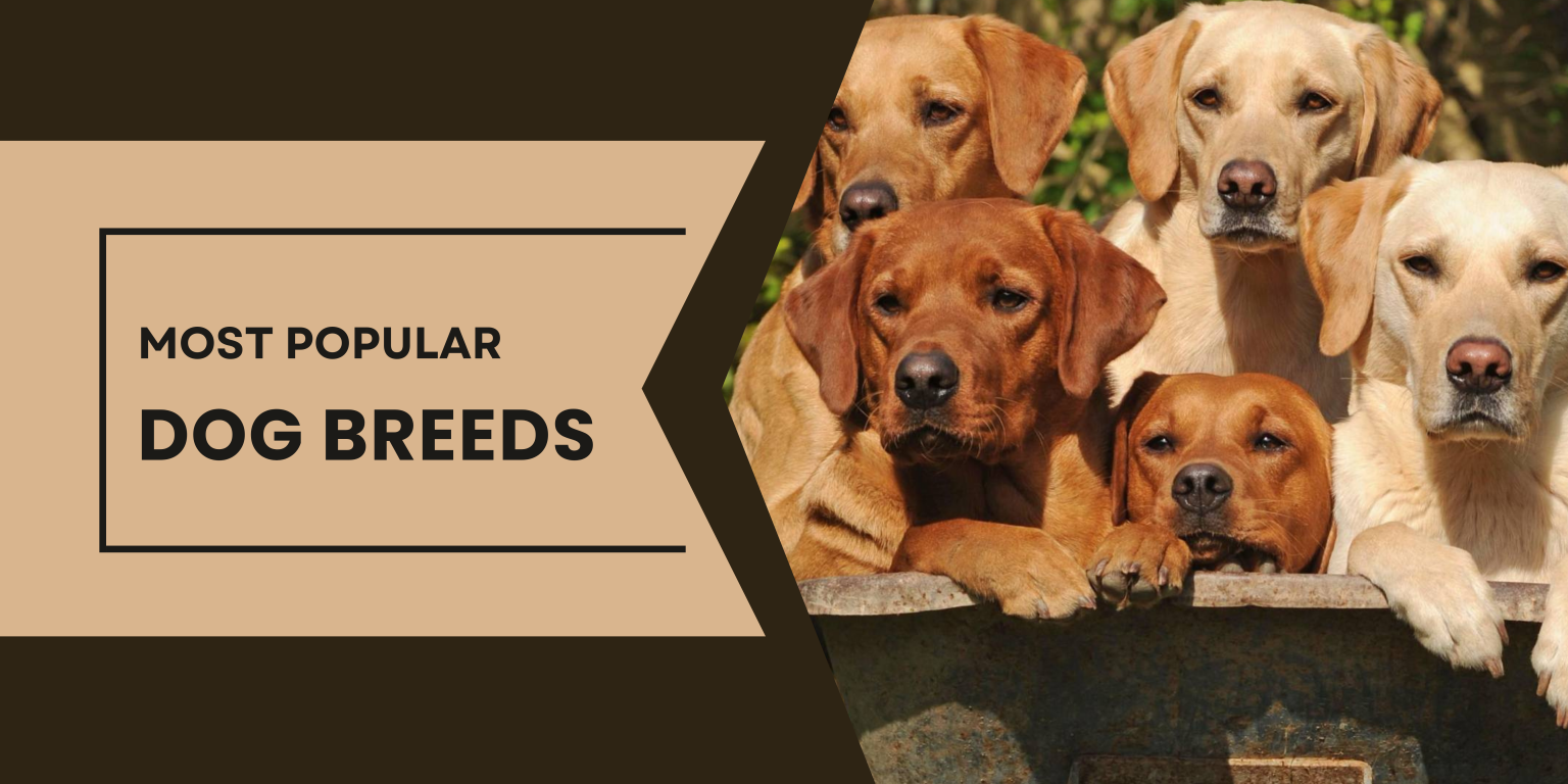 DOG BREEDS & HISTORY - German Shepherd Place