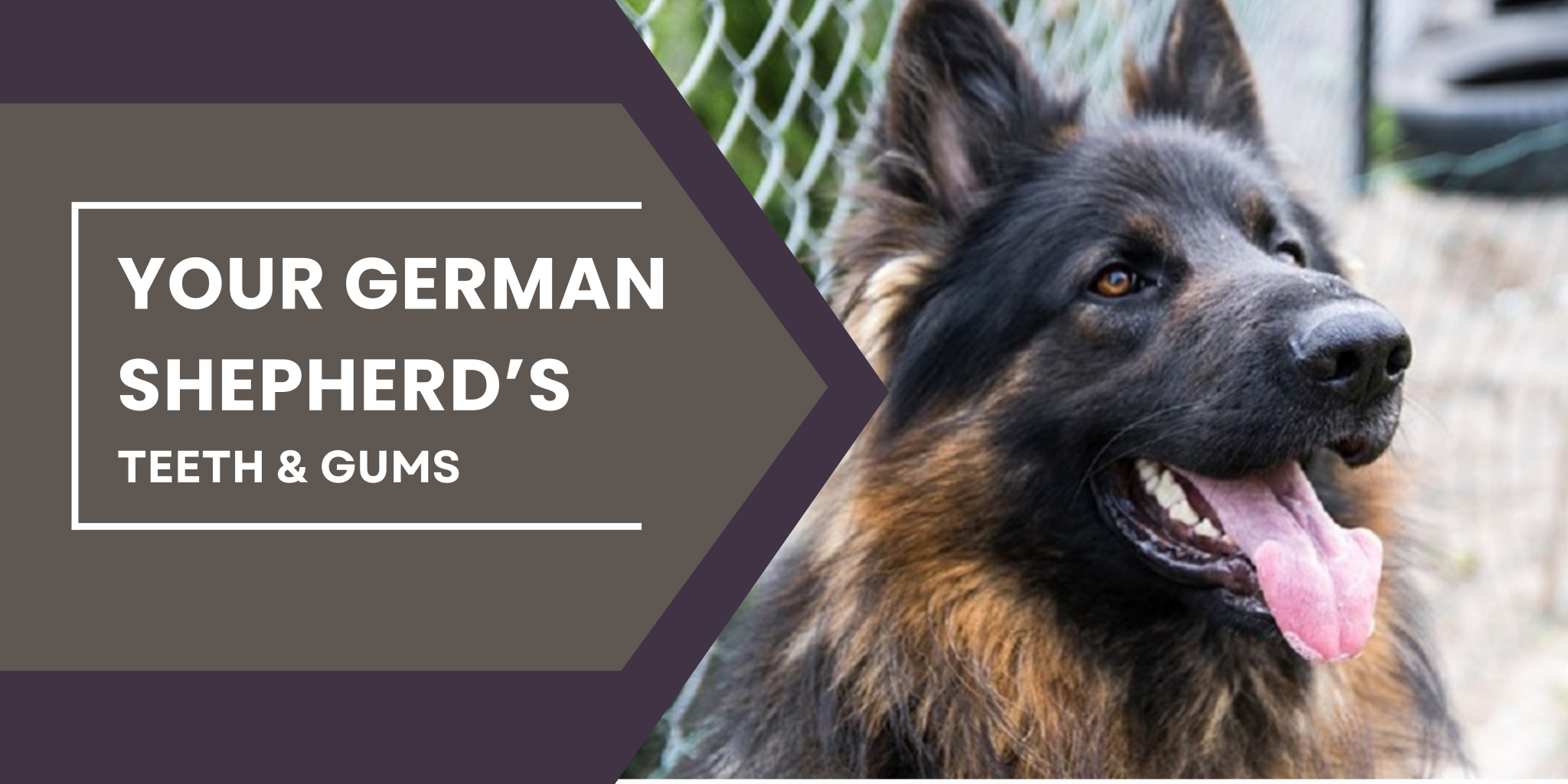 Your German Shepherd's Teeth & Gums | German Shepherd Place
