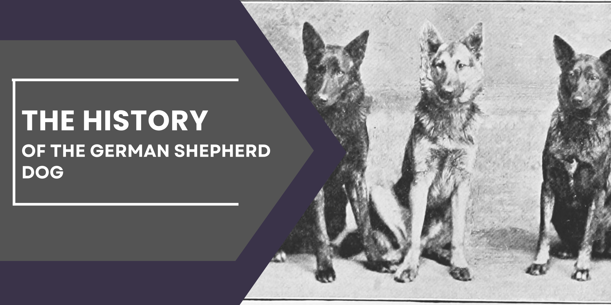 The History of the German Shepherd | German Shepherd Place