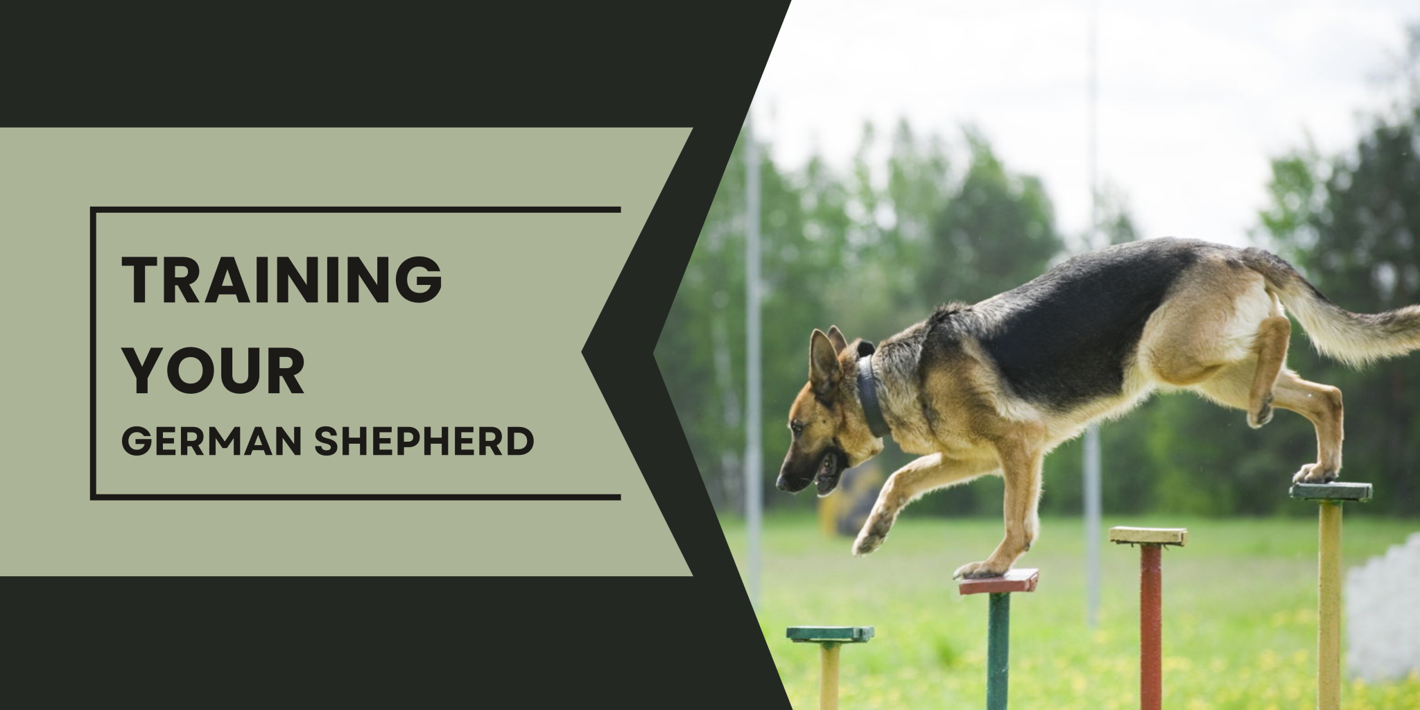 TRAINING YOUR GERMAN SHEPHERD - German Shepherd Place